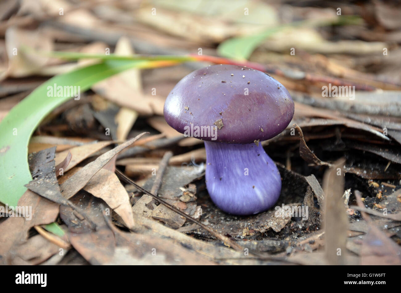 Süße lila Pilz, Cortinarius archeri, auf Waldboden, Royal National Park ...
