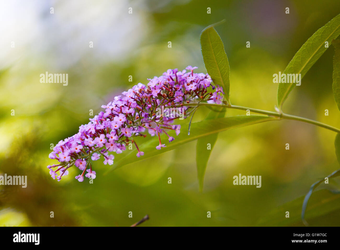 Lila sommerfliederblüten -Fotos und -Bildmaterial in hoher Auflösung ...
