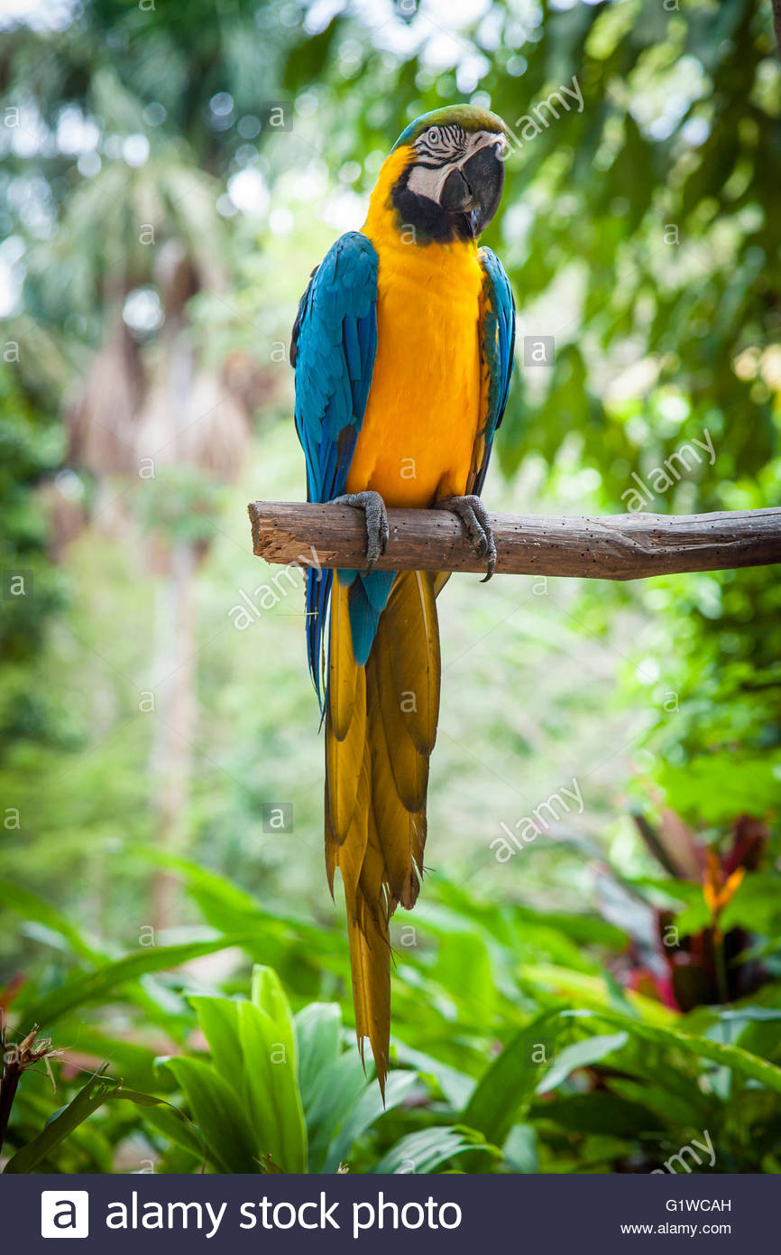 Der Blau Gelbe Ara Ara Ararauna Stockfotos und -bilder Kaufen - Alamy