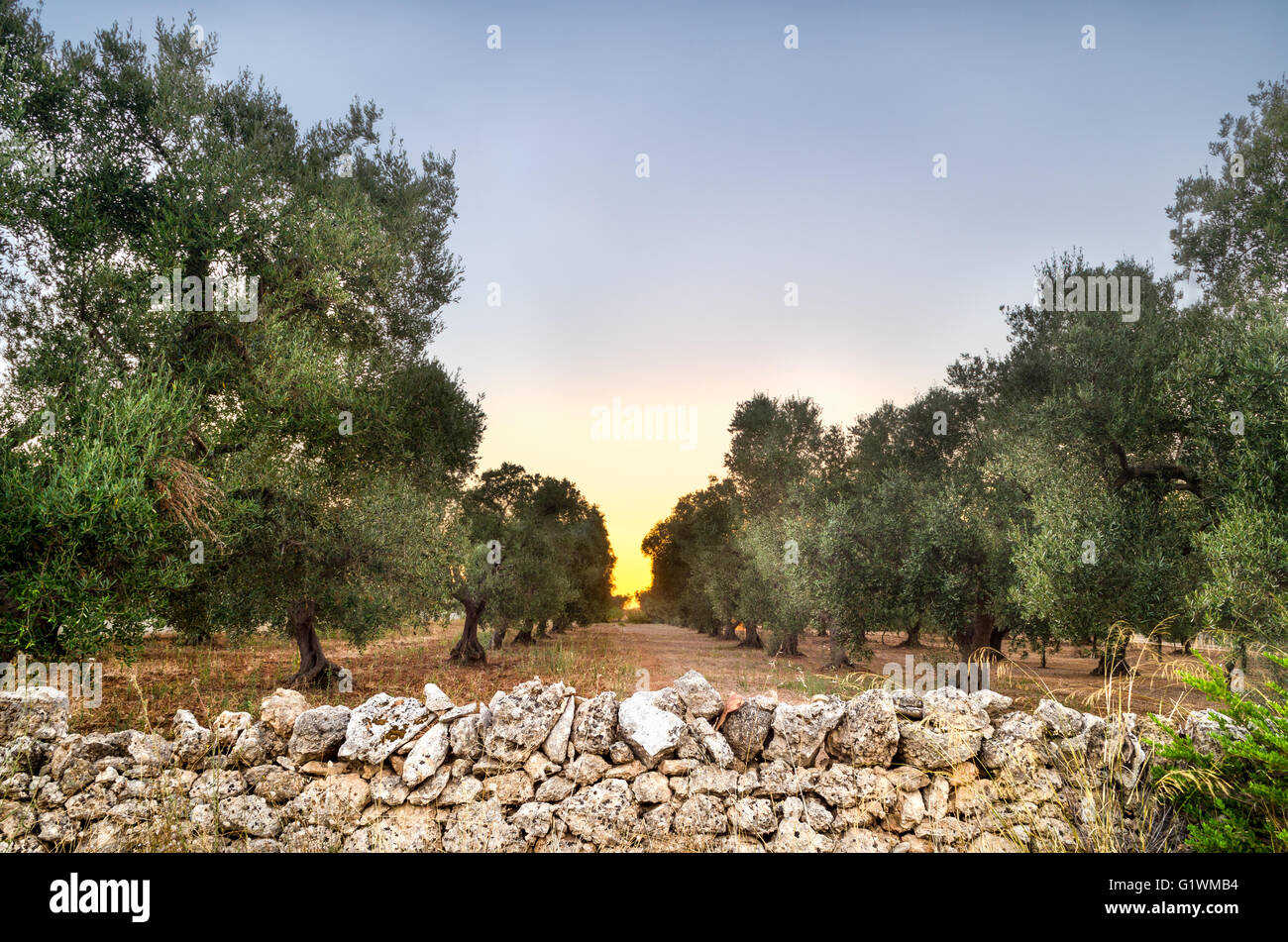 Olive tree landscape puglia italy -Fotos und -Bildmaterial in hoher ...