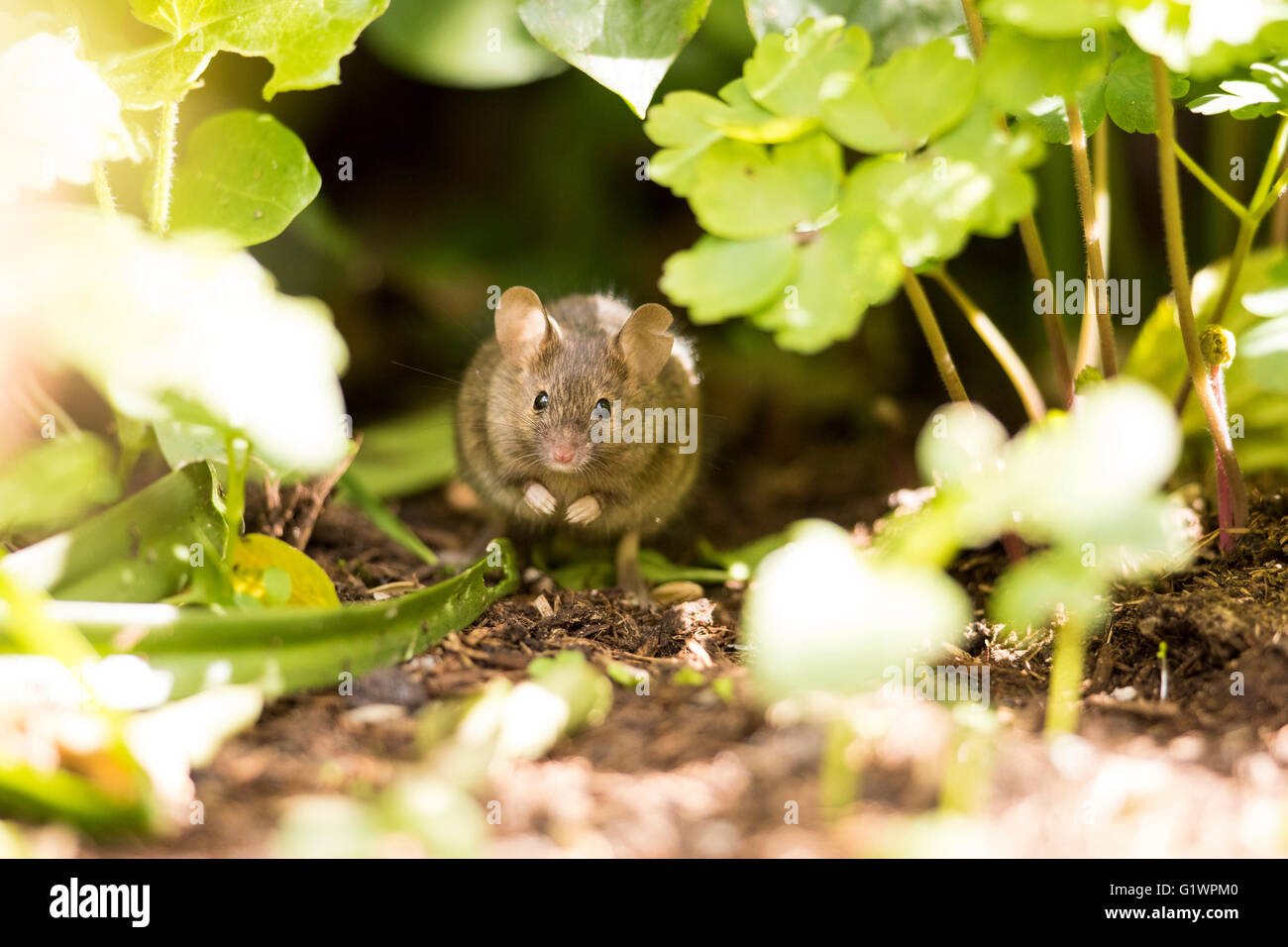 Rear legs -Fotos und -Bildmaterial in hoher Auflösung – Alamy
