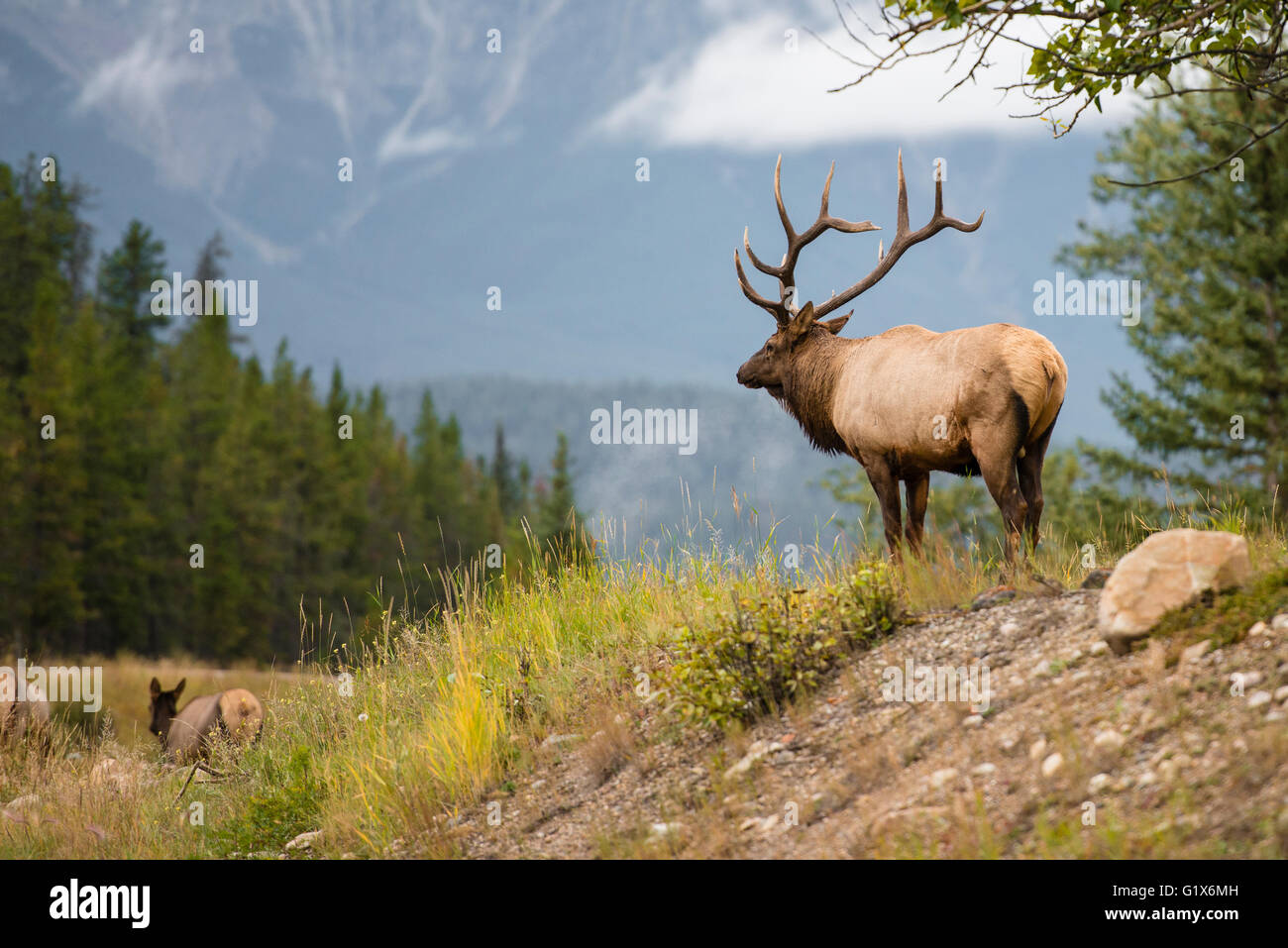Wapiti, sieht Elche (Cervus Canadensis) in die Ferne, Hirsch, Banff ...
