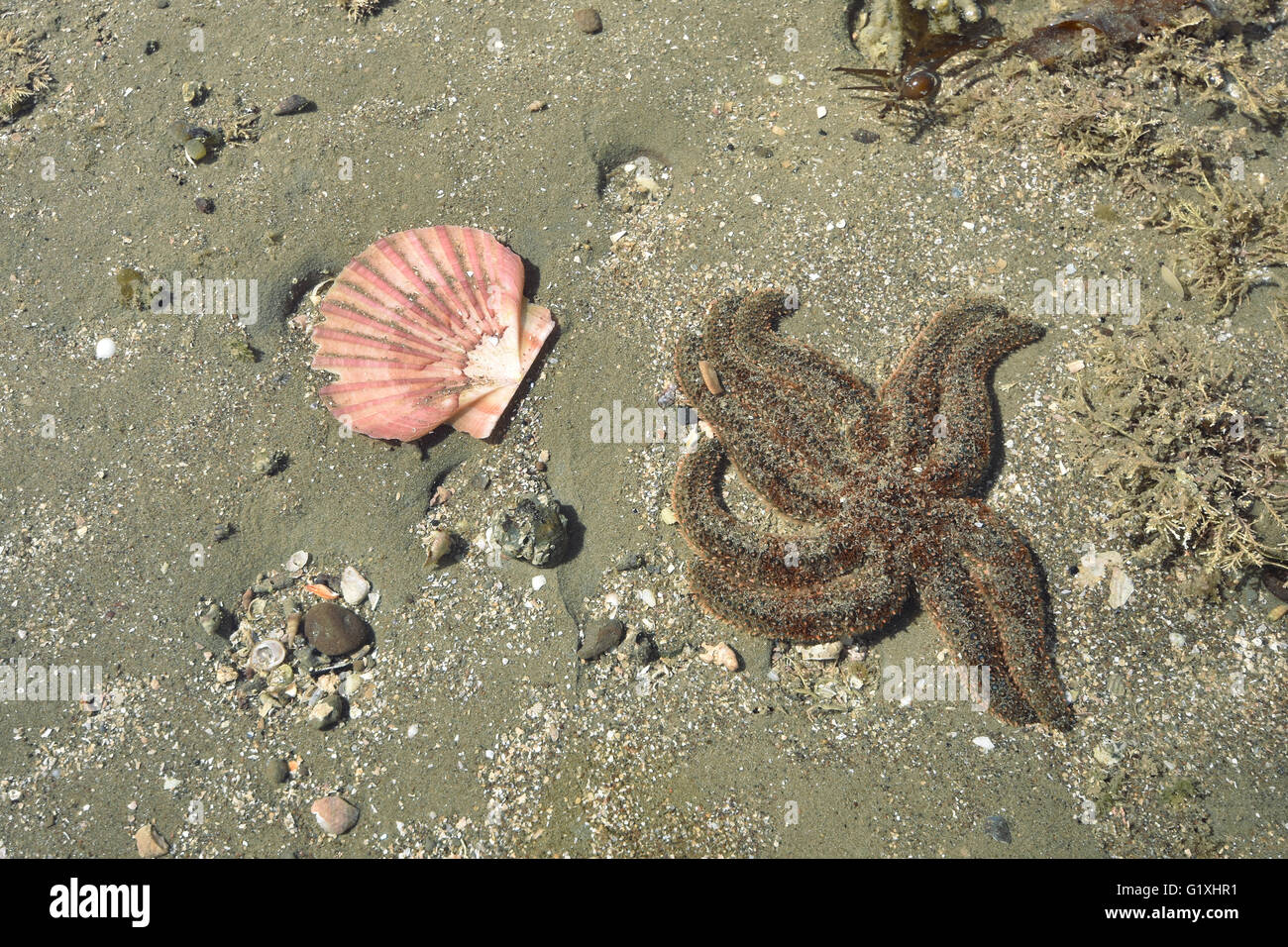 Seestern im rock pool -Fotos und -Bildmaterial in hoher Auflösung – Alamy