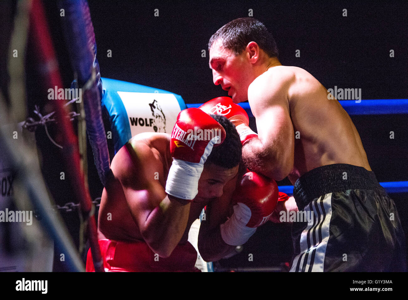 Spanish Boxer Stockfotos und -bilder Kaufen - Alamy