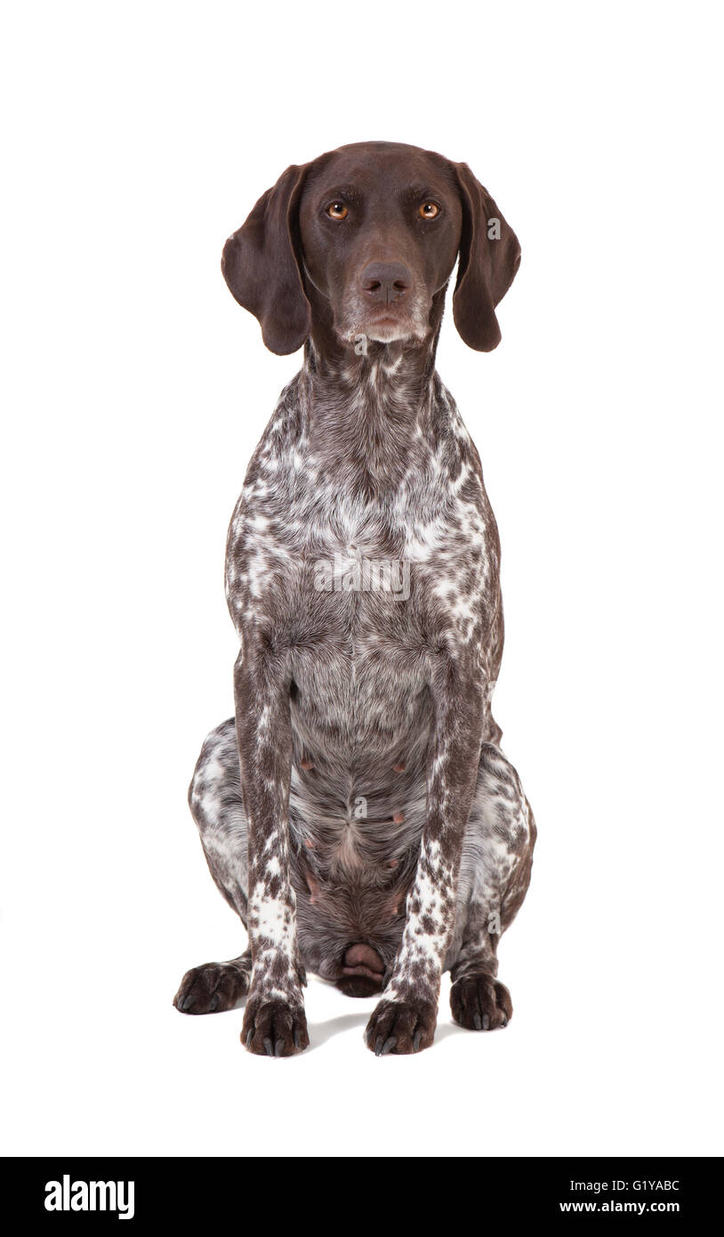 ein Jagdhund der Rasse Deutscher Kurzhaariger Vorstehhund sitzt vor ...