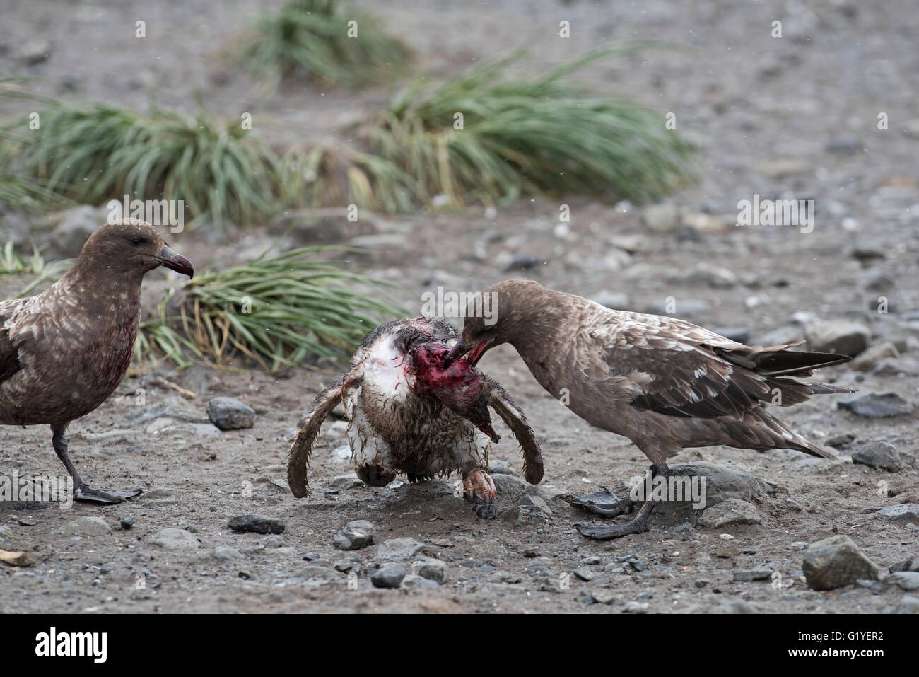 Braune Skua Stercorarius Antarcticus Angriff auf ein Gentoo Penguin ...