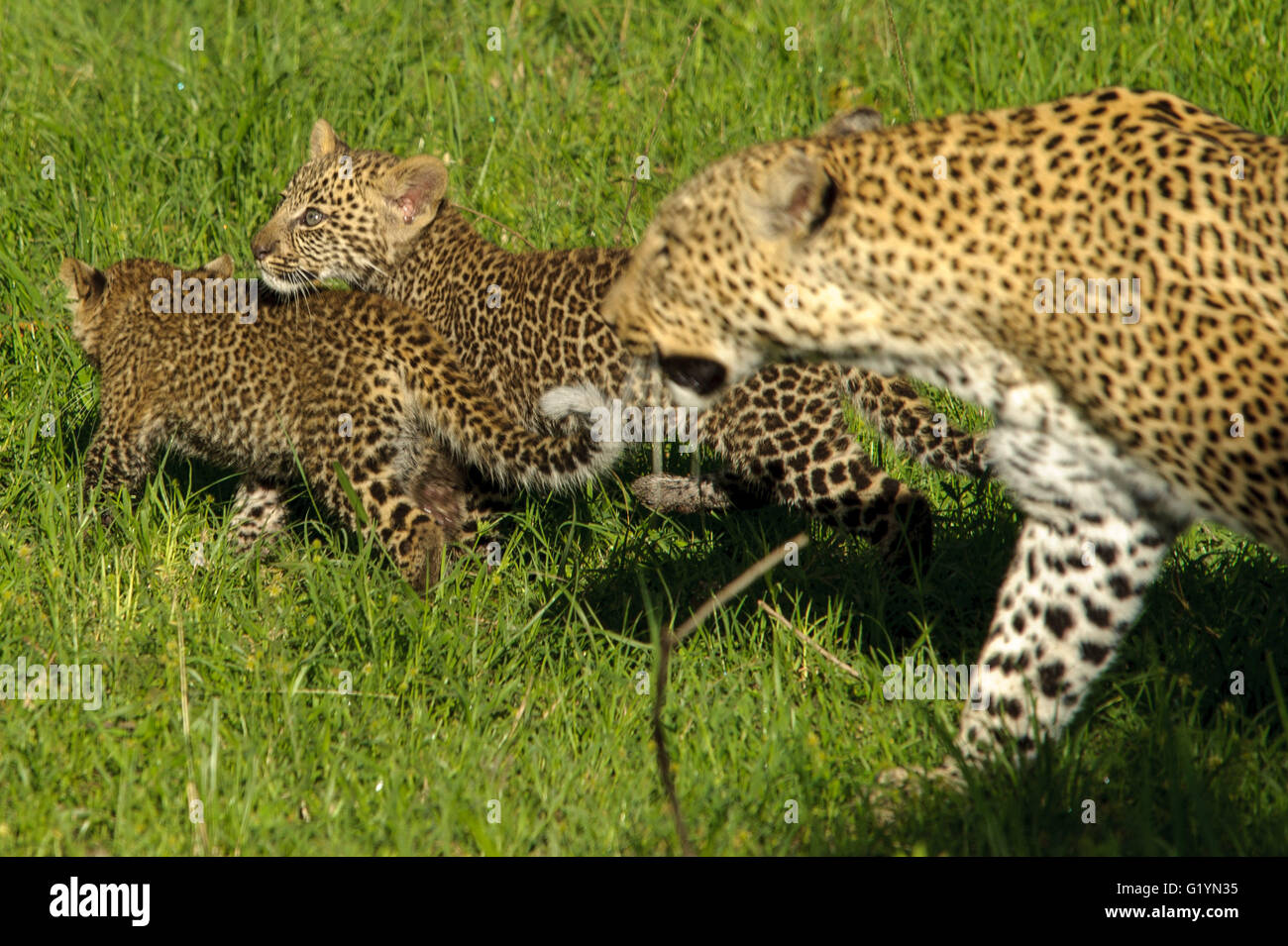 Leopard auf der jagd -Fotos und -Bildmaterial in hoher Auflösung – Alamy
