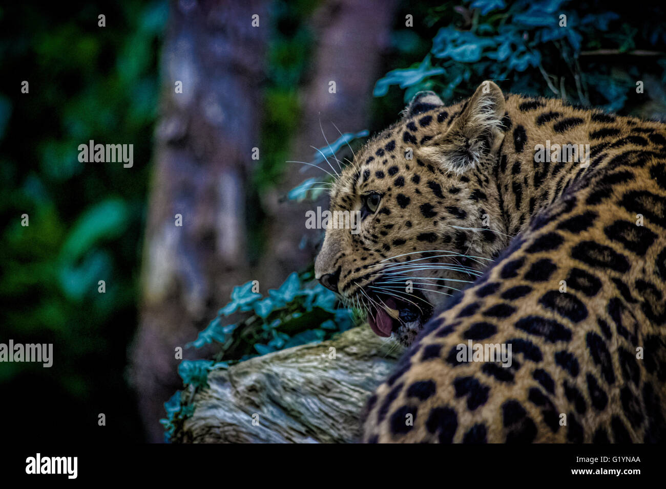 Amur leopard -Fotos und -Bildmaterial in hoher Auflösung – Alamy