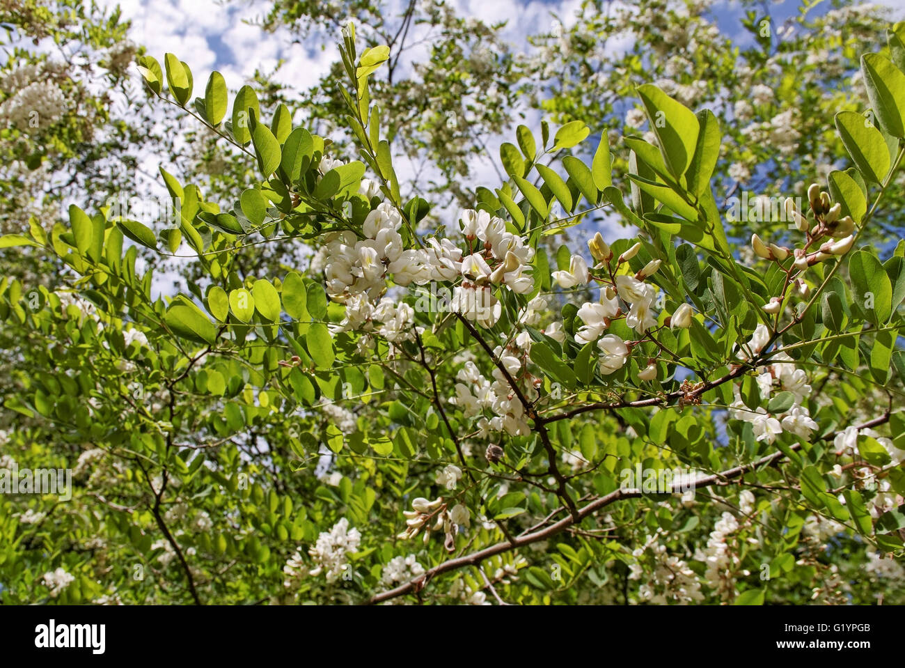 Akazienbaum Blume Stockfotos und -bilder Kaufen - Alamy