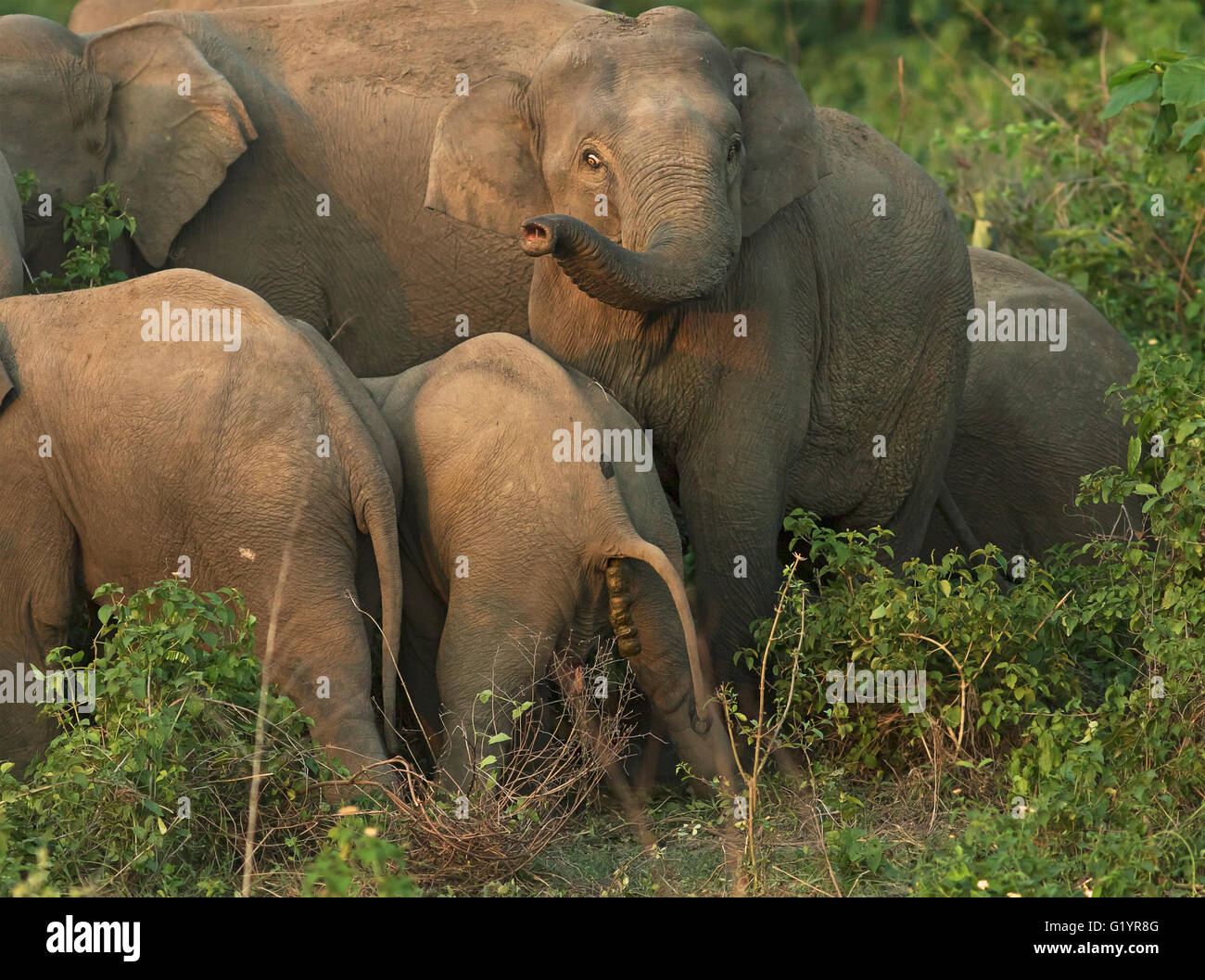 Charakteristisches verhalten -Fotos und -Bildmaterial in hoher ...