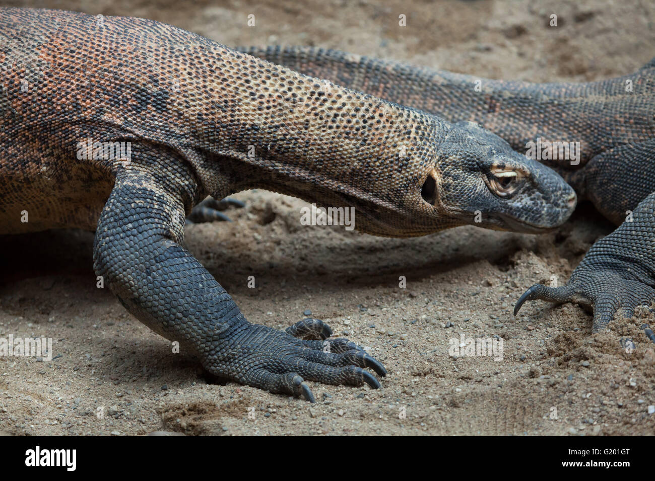 Komododrache oder komododrache oder varanus komodoensis -Fotos und ...