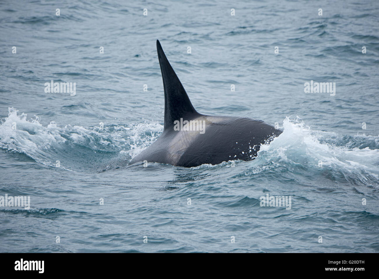 Orca schwertwal -Fotos und -Bildmaterial in hoher Auflösung – Alamy