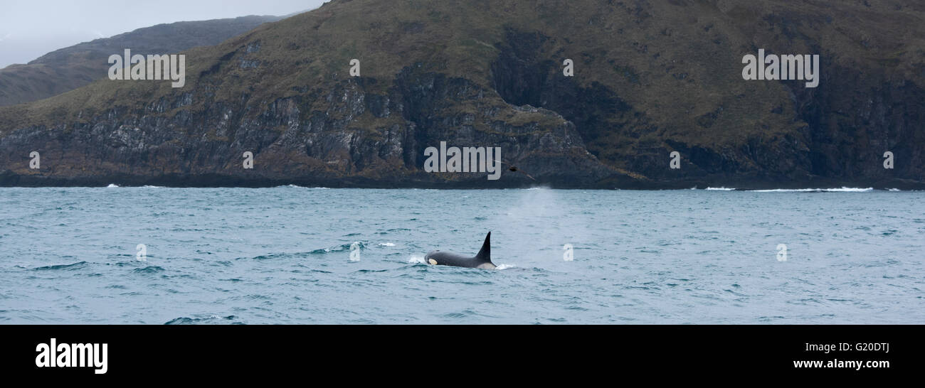 Großer Schwertwal Orcinus Orca aus Süd-Georgien Stockfotografie - Alamy
