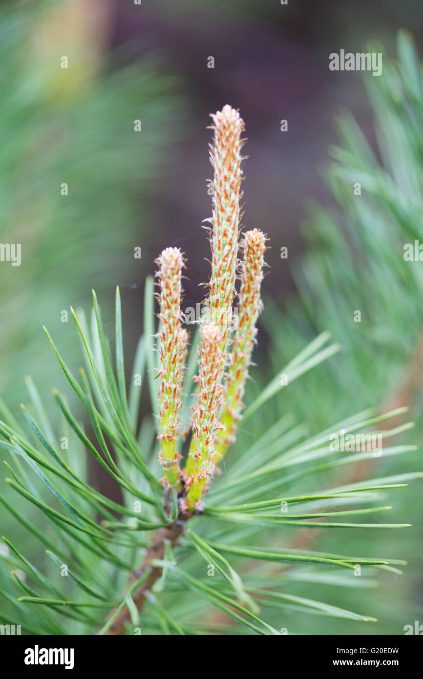 Male flower scots pine pinus -Fotos und -Bildmaterial in hoher ...