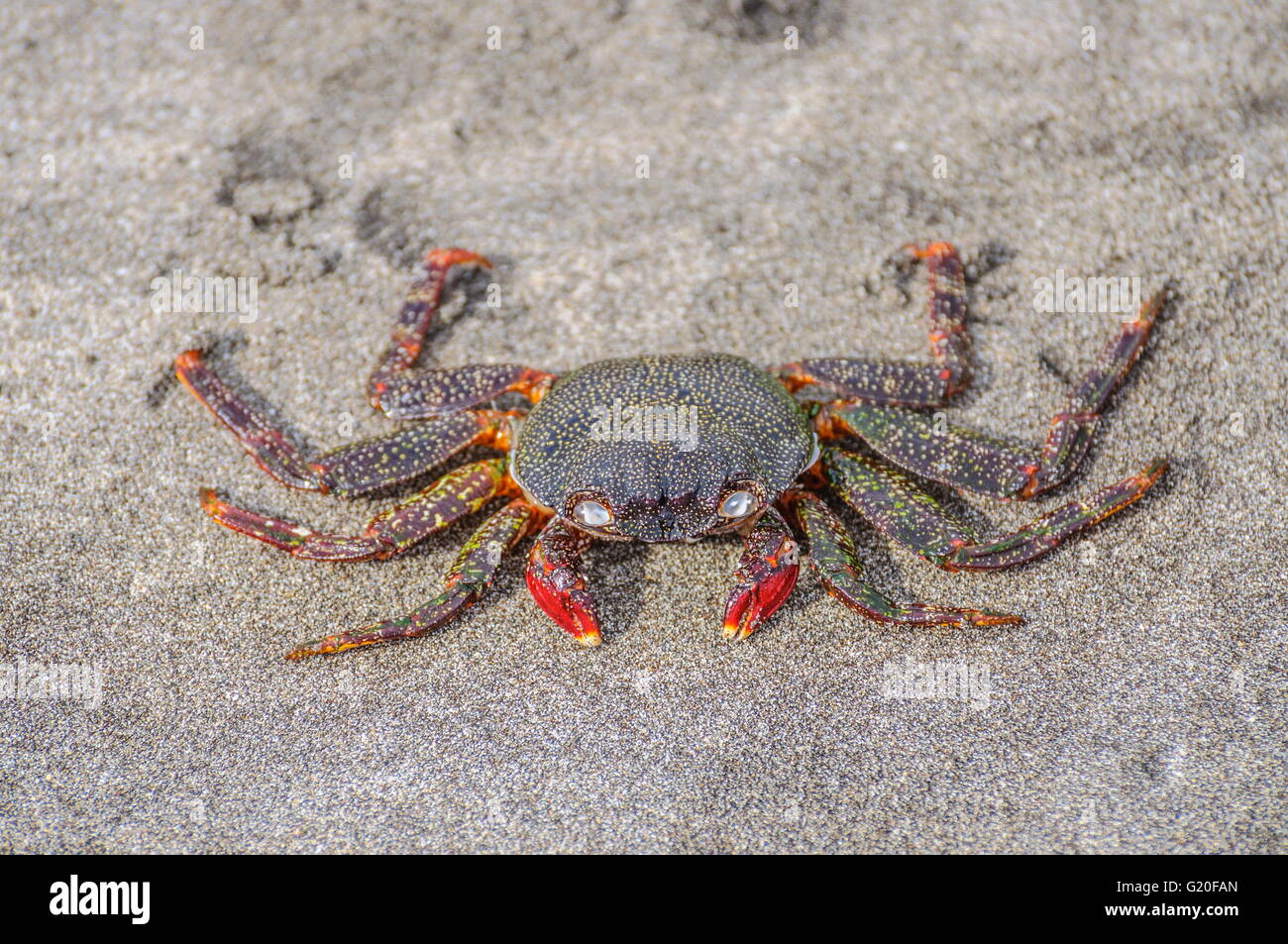 Schwarze landkrabben -Fotos und -Bildmaterial in hoher Auflösung – Alamy