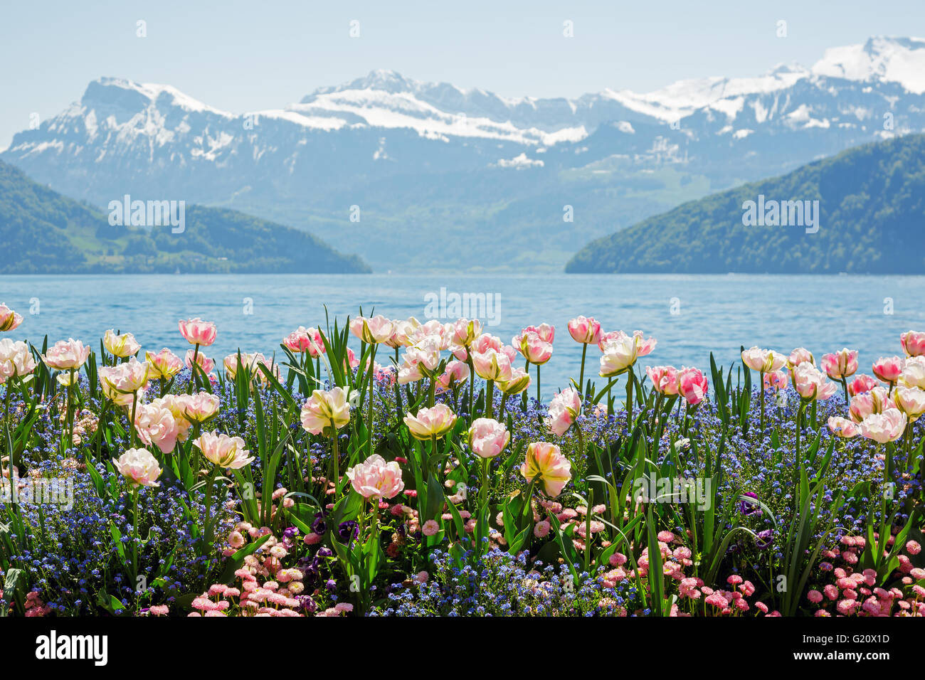 See blumen -Fotos und -Bildmaterial in hoher Auflösung – Alamy