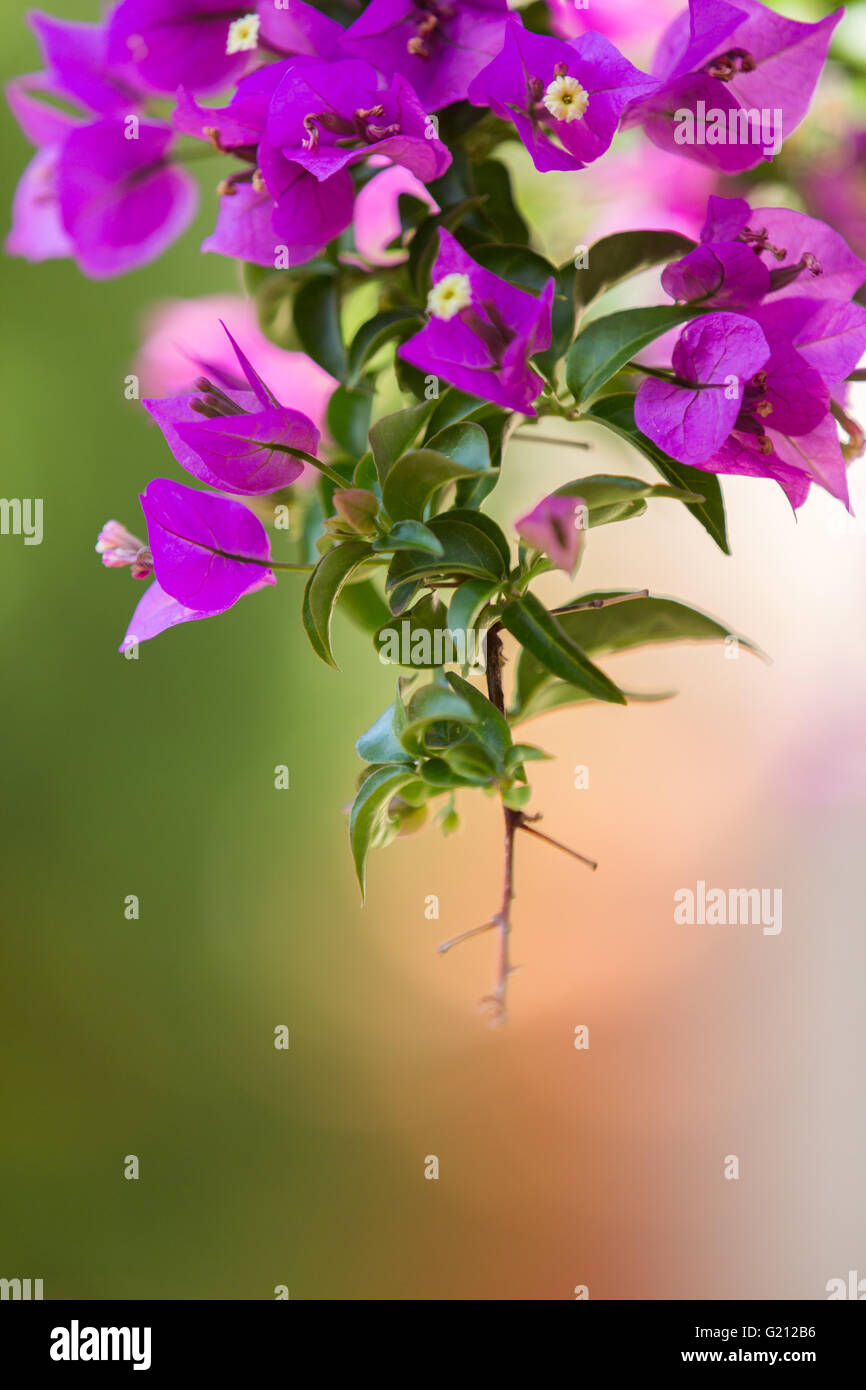 Buganvilla spanien -Fotos und -Bildmaterial in hoher Auflösung – Alamy