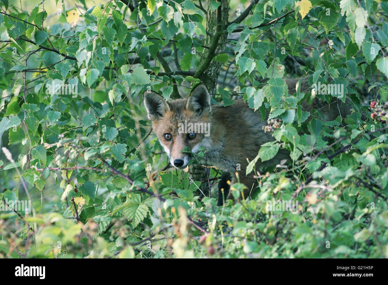 Fuchs mit birken -Fotos und -Bildmaterial in hoher Auflösung – Alamy