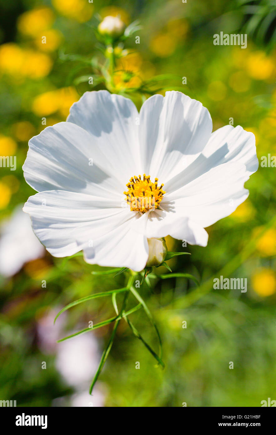 Lila gartenkosmos -Fotos und -Bildmaterial in hoher Auflösung – Alamy