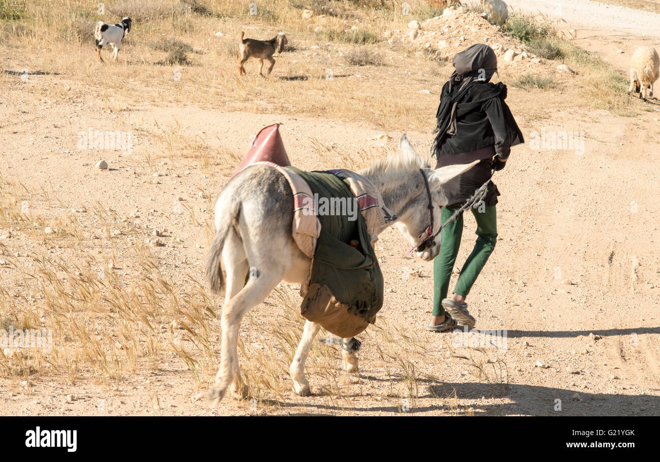 Einsamer esel -Fotos und -Bildmaterial in hoher Auflösung – Alamy