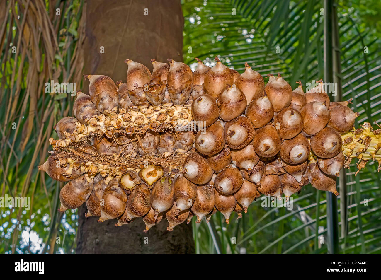 Eine teilweise gegessen Paranuss (Bertholletia Excelsa) Pod Belem ...