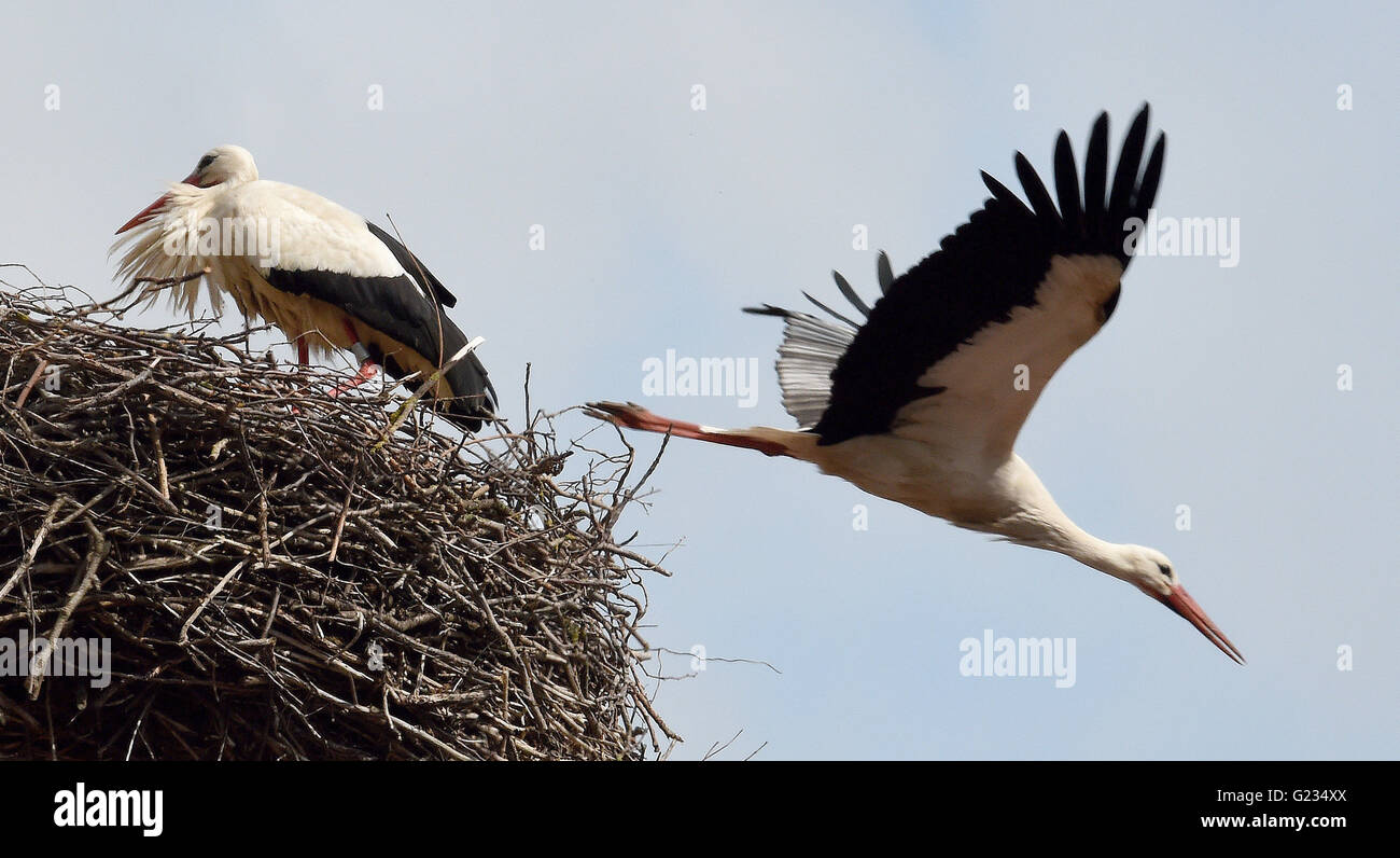 Ein Storch kreist ein Nest als andere, was man drauf am Lake Steinhude ...