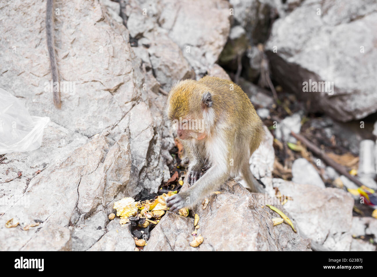 Affe isst banane -Fotos und -Bildmaterial in hoher Auflösung – Alamy