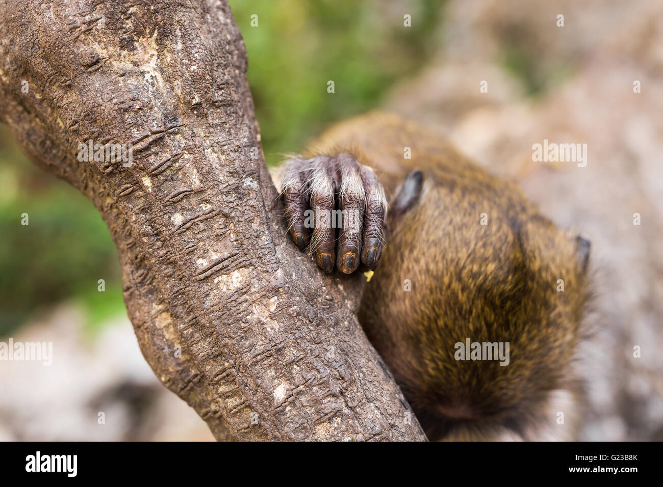 Affenfinger detail -Fotos und -Bildmaterial in hoher Auflösung – Alamy