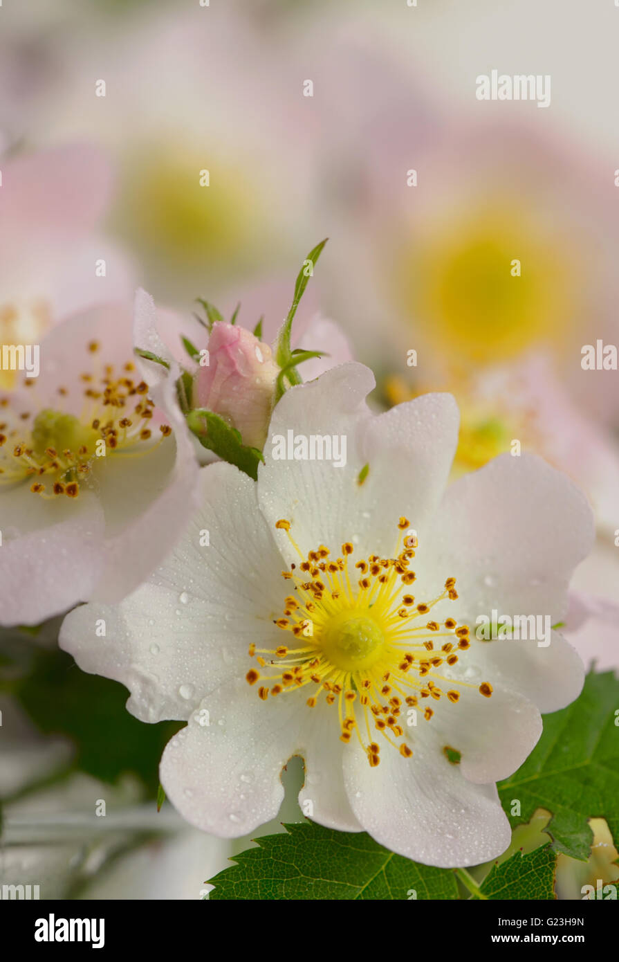 Rosa canina garden -Fotos und -Bildmaterial in hoher Auflösung – Alamy