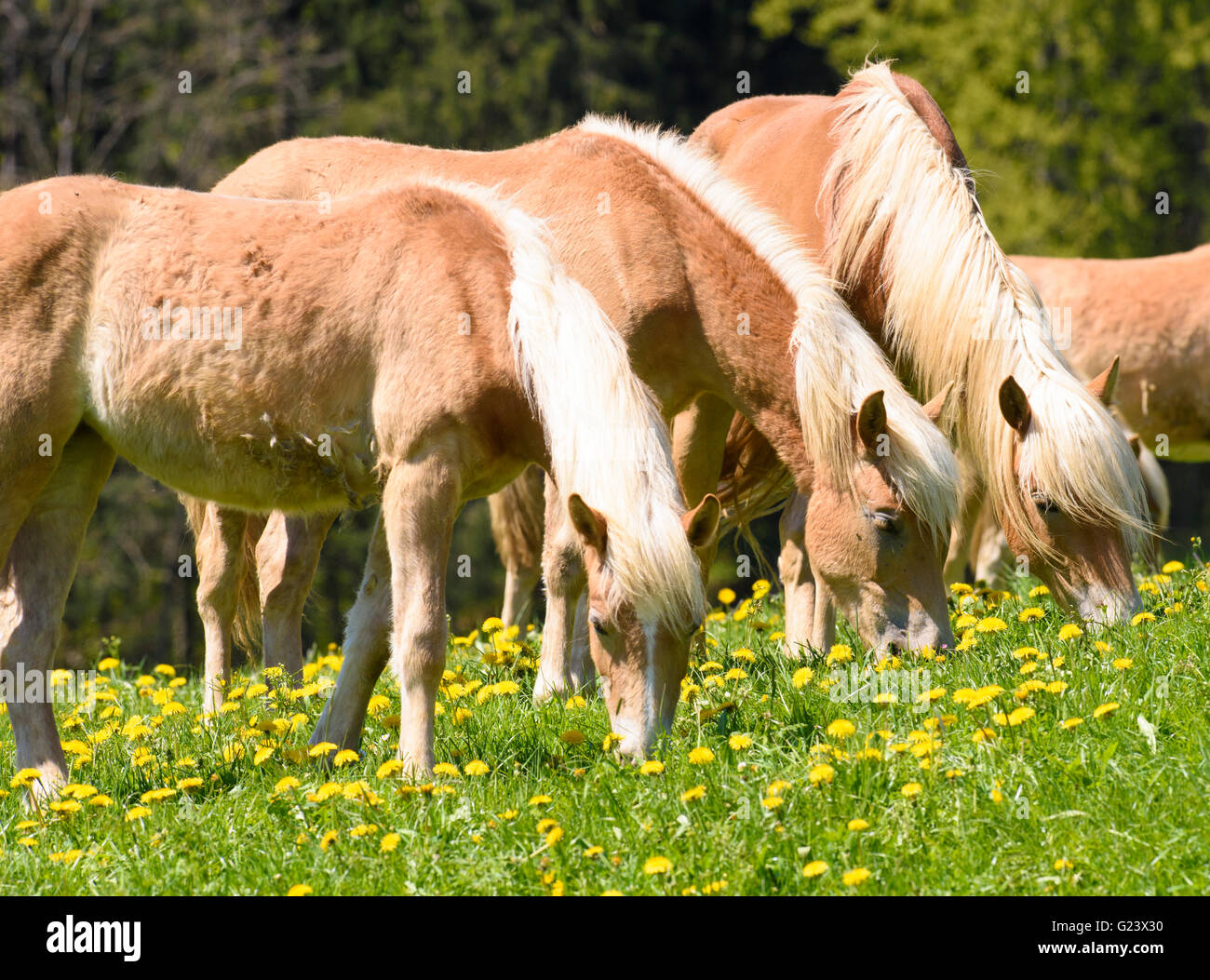 Pferderasse Haflinger in Wiese Stockfotografie - Alamy