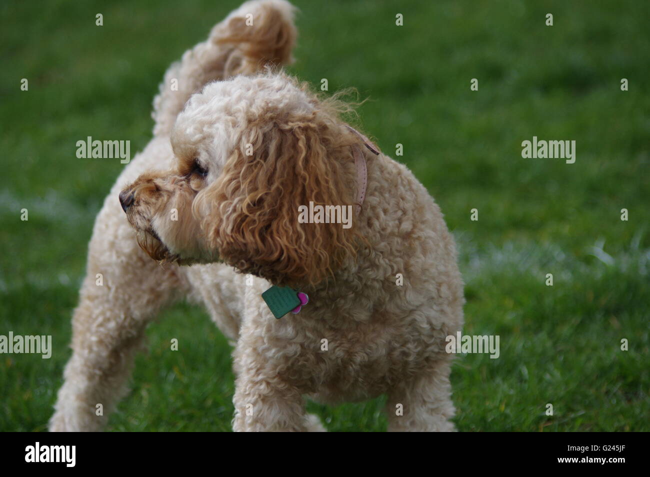 Cocker spaniel pudel -Fotos und -Bildmaterial in hoher Auflösung – Alamy