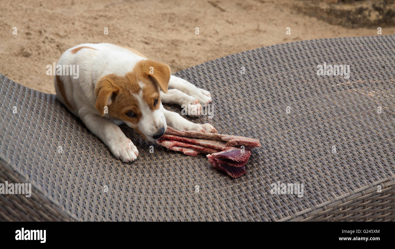 Hundefleisch essen -Fotos und -Bildmaterial in hoher Auflösung – Alamy