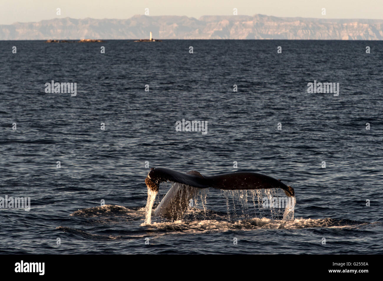 Wal fluke -Fotos und -Bildmaterial in hoher Auflösung – Alamy