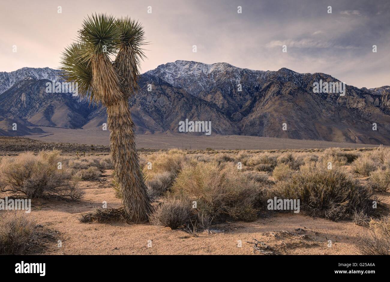 Joshua baum wald -Fotos und -Bildmaterial in hoher Auflösung – Alamy