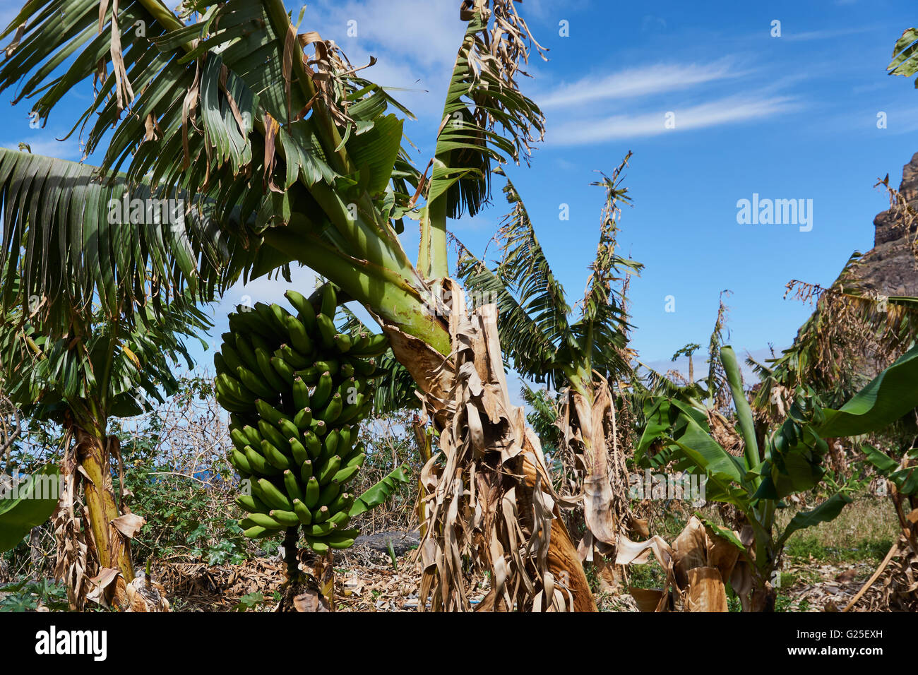 Bananenbaum auf der Plantage Stockfotografie - Alamy
