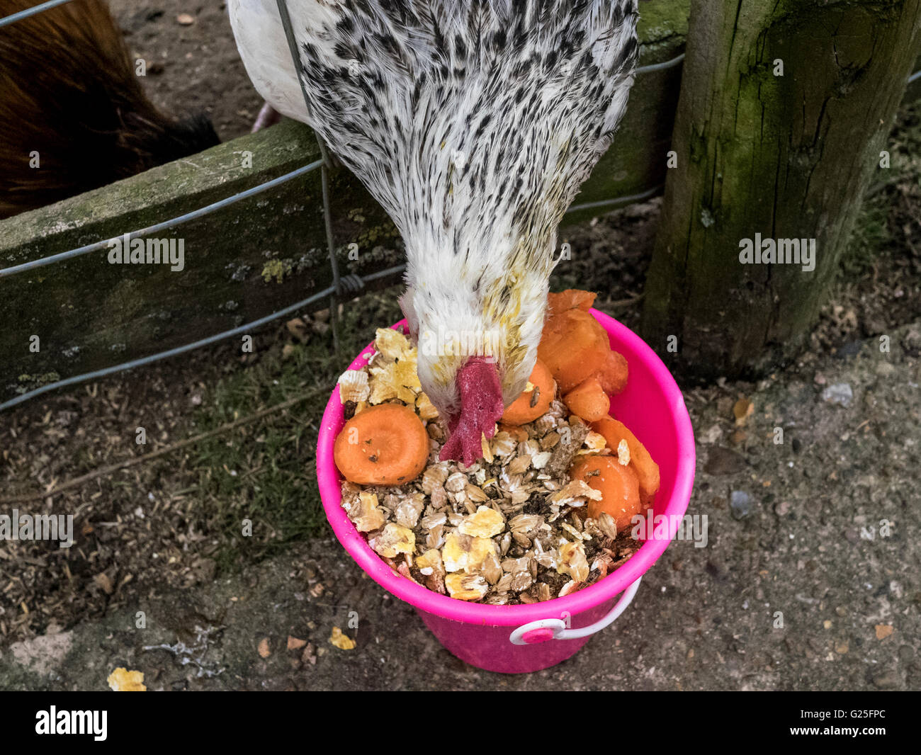 Huhn, genießen Sie einen Eimer mit Essen im Christmas Tree Farm Stockfotografie - Alamy