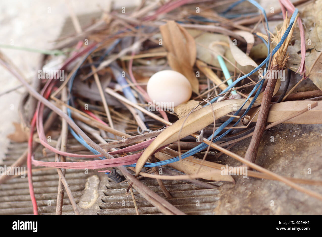 Holz taubenei -Fotos und -Bildmaterial in hoher Auflösung – Alamy