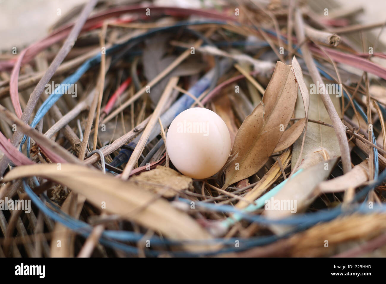 Holz taubenei -Fotos und -Bildmaterial in hoher Auflösung – Alamy