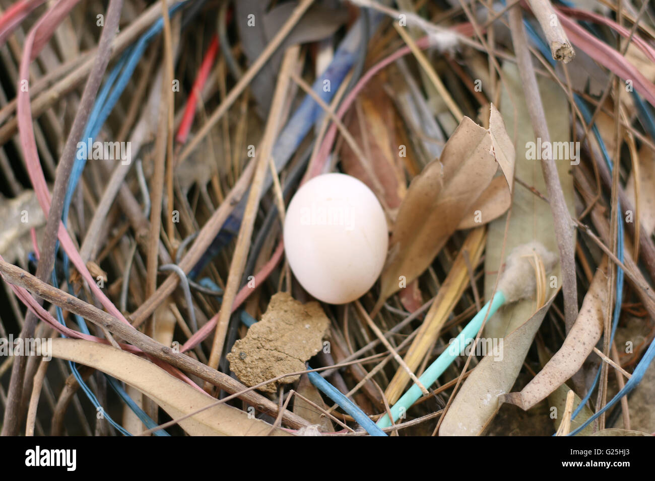 Holz taubenei -Fotos und -Bildmaterial in hoher Auflösung – Alamy