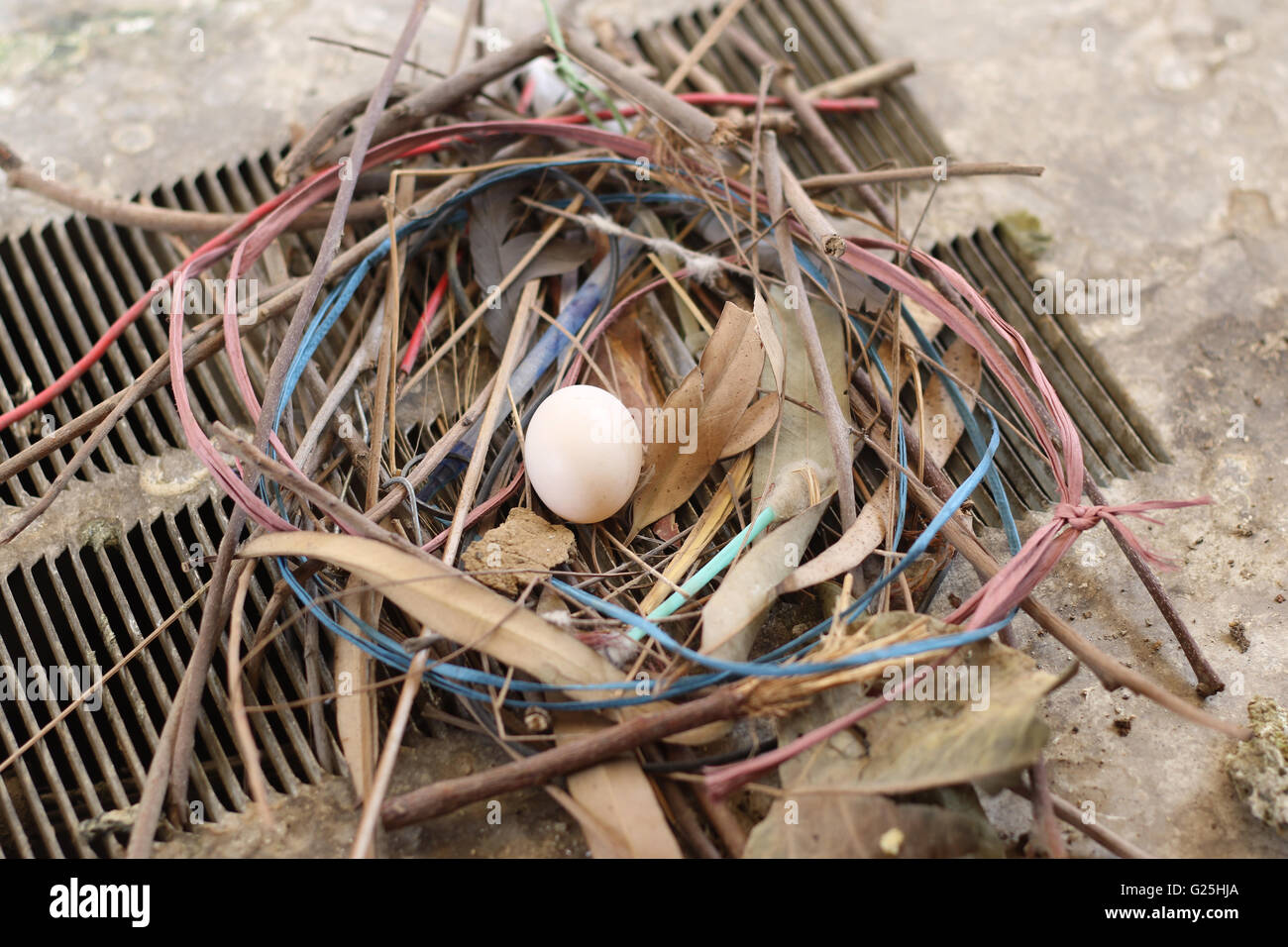 Holz taubenei -Fotos und -Bildmaterial in hoher Auflösung – Alamy