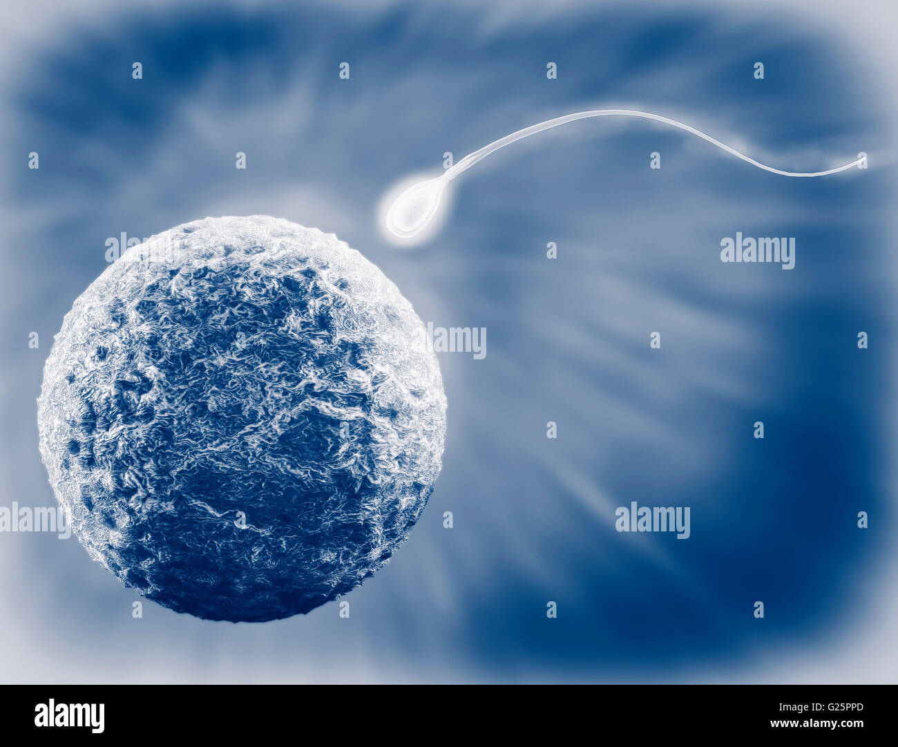 Egg Fertilisation Stockfotos und -bilder Kaufen - Alamy