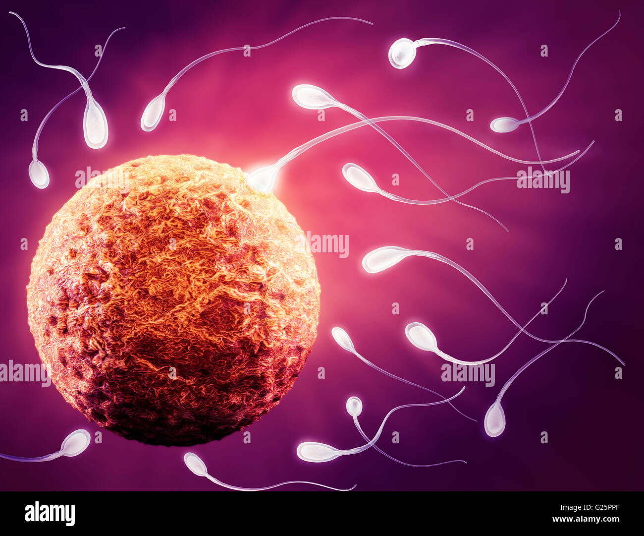 Egg Fertilisation Stockfotos und -bilder Kaufen - Alamy