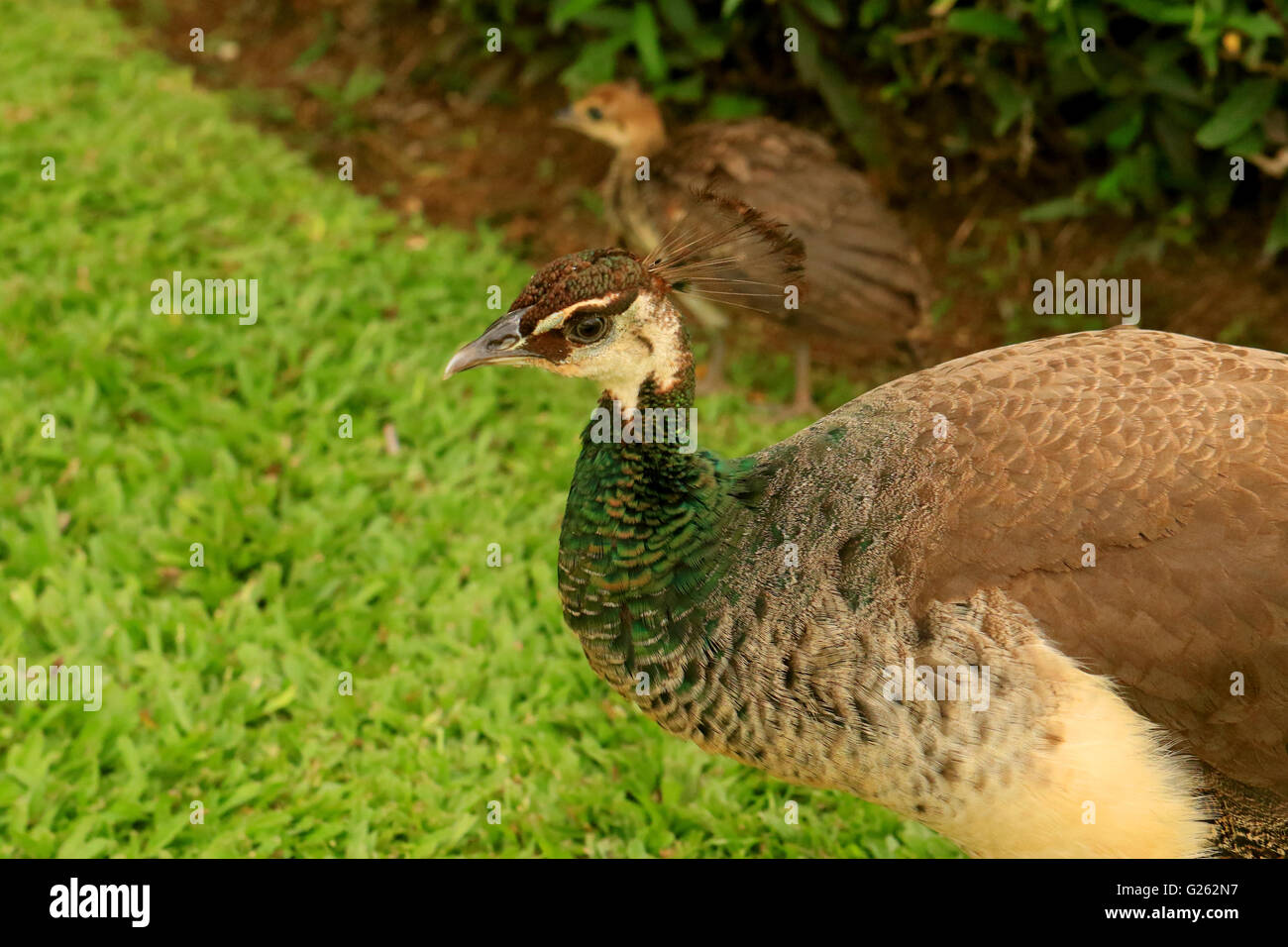 Pfau von myanmar -Fotos und -Bildmaterial in hoher Auflösung – Alamy