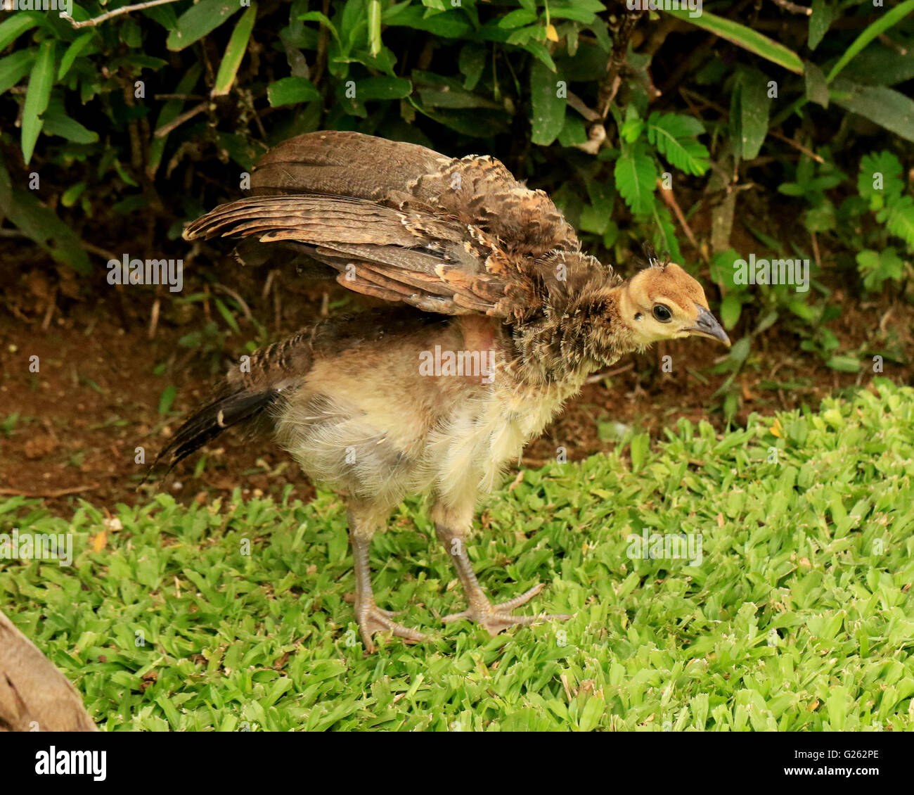 Baby peacock -Fotos und -Bildmaterial in hoher Auflösung - Seite 2 - Alamy