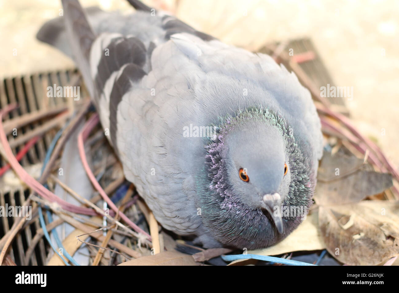 Taube squab -Fotos und -Bildmaterial in hoher Auflösung – Alamy