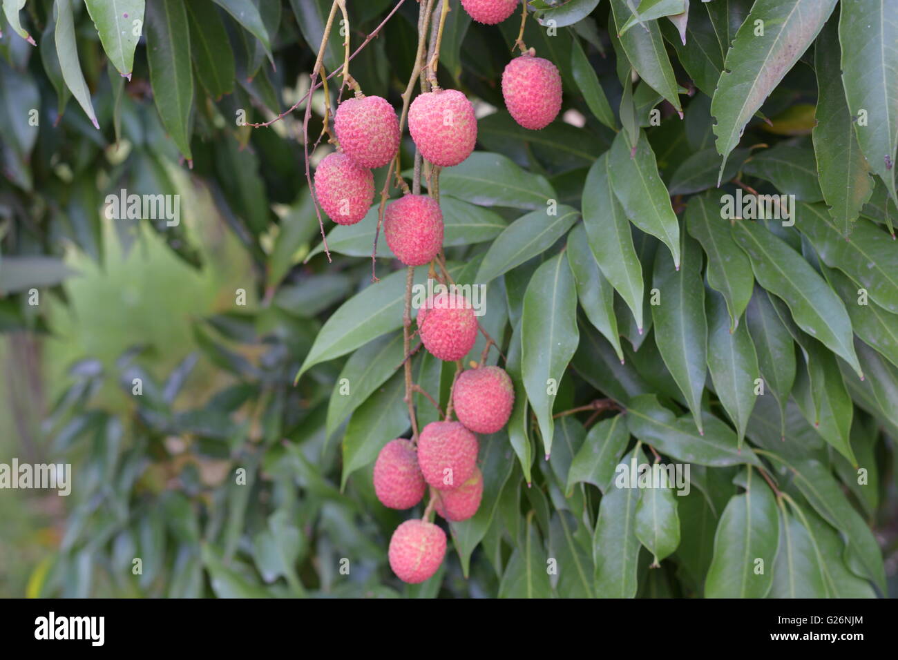 Indische baumfrucht -Fotos und -Bildmaterial in hoher Auflösung – Alamy