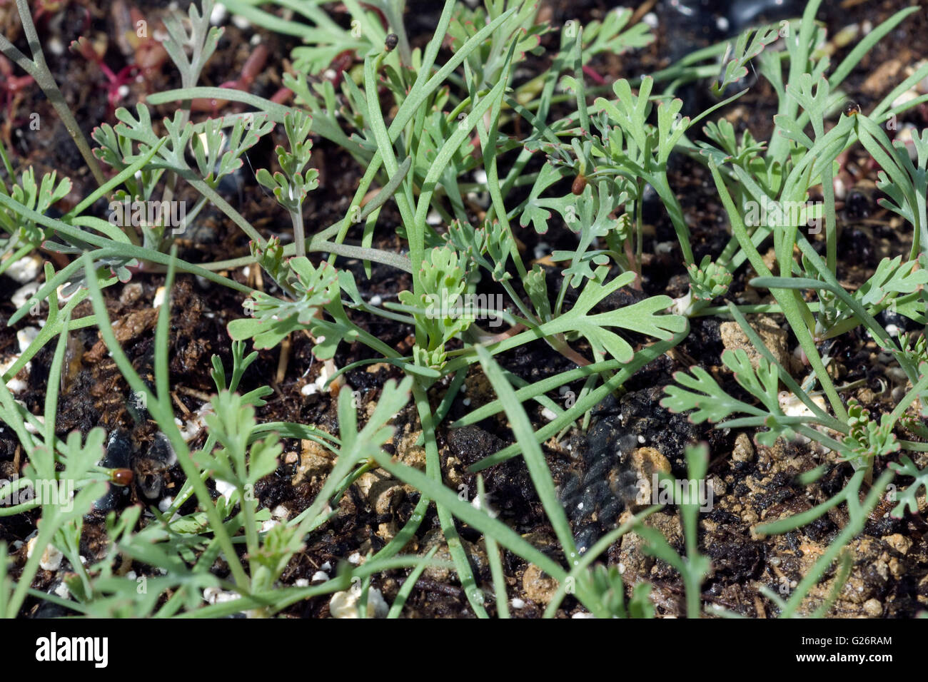 Kalifornischer; Mohn; Eschscholzia; Californica; Keimling, Sproessling ...