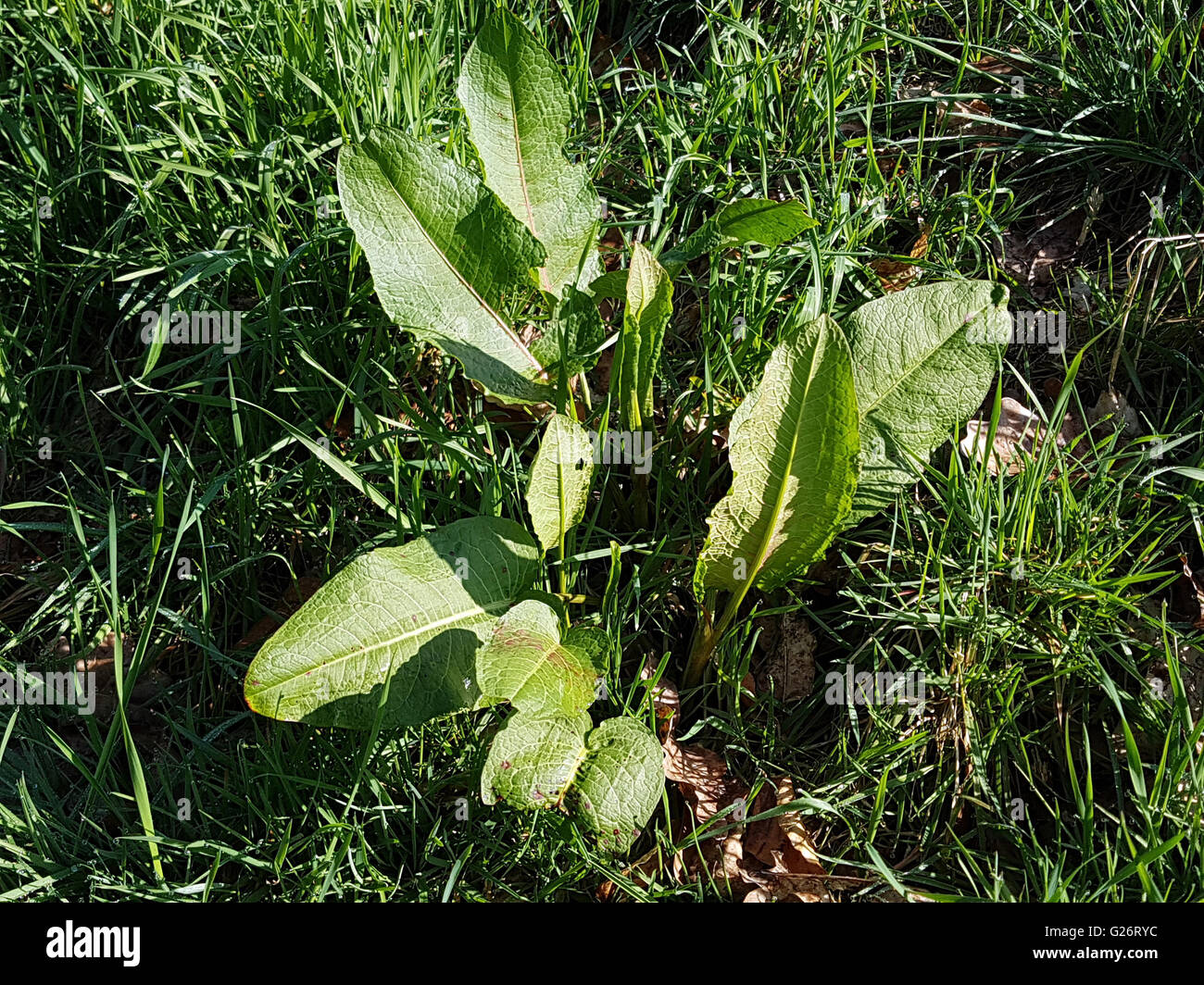 Krauser ampfer -Fotos und -Bildmaterial in hoher Auflösung – Alamy