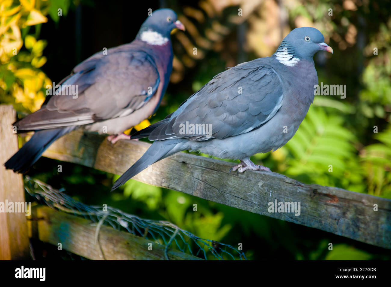 Wood pigeons -Fotos und -Bildmaterial in hoher Auflösung – Alamy