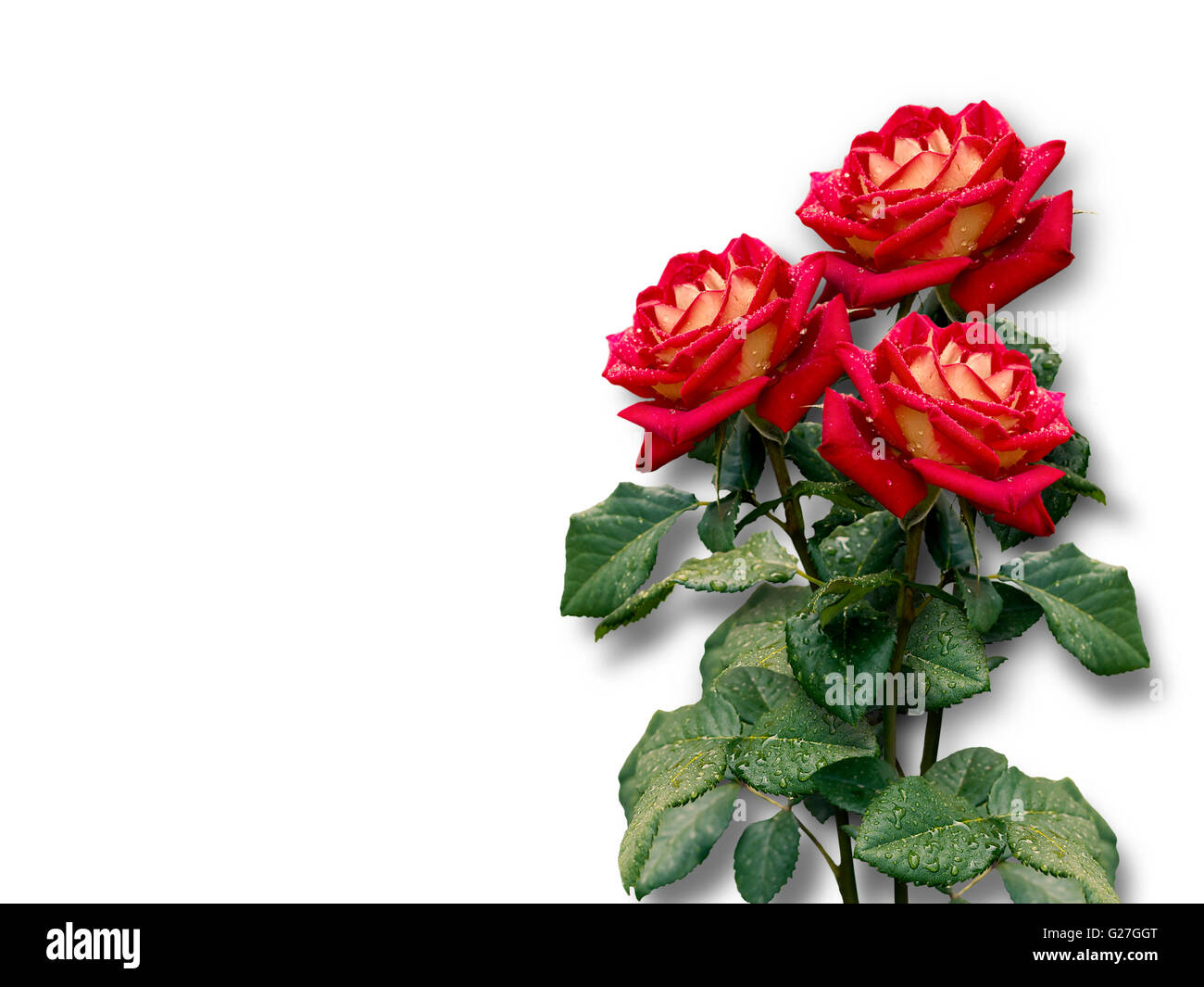 Das sind rote rosen Ausgeschnittene Stockfotos und -bilder - Alamy